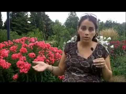 Natural Birth Secrets Revealed - Throw out the Calendar and the Clock.m4v