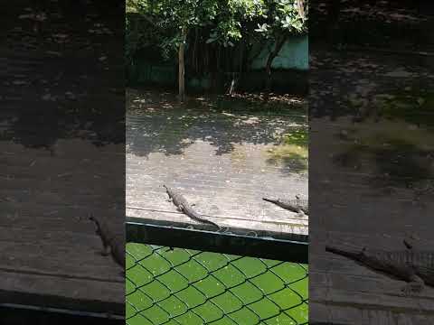 The gharial is one of only two species in the Gavialidae family...Read more about them. #animals