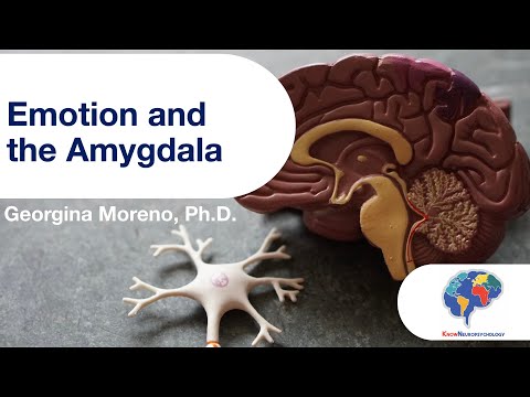 Emotion and the Amygdala