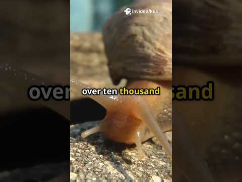 Snail Teeth: Nature's Tiny Shredders #kidseducation #facts #education #animals
