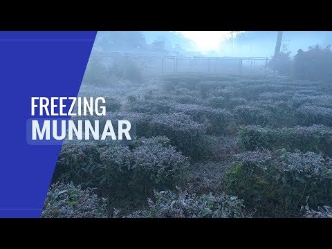 Frost-covered Munnar | Kerala Winter Experience | Kerala Tourism