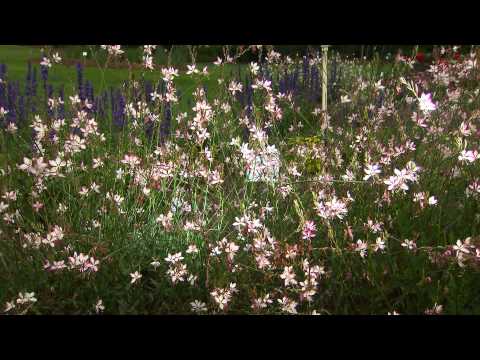 Gaura adds elegant movement to landscape