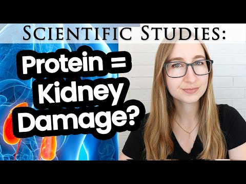 Do High Protein Diets Damage Your Kidneys?