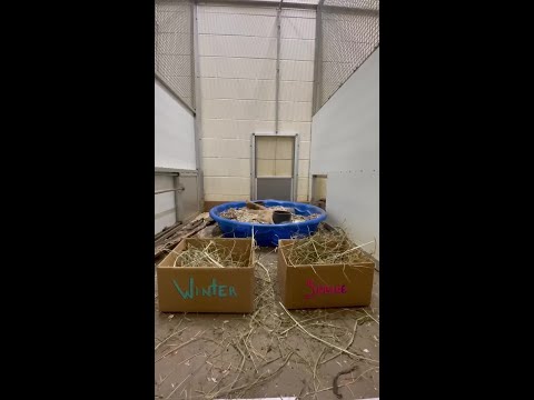 Greensboro Science Center meerkats side with the experts