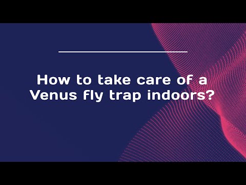 How to take care of a Venus fly trap indoors?
