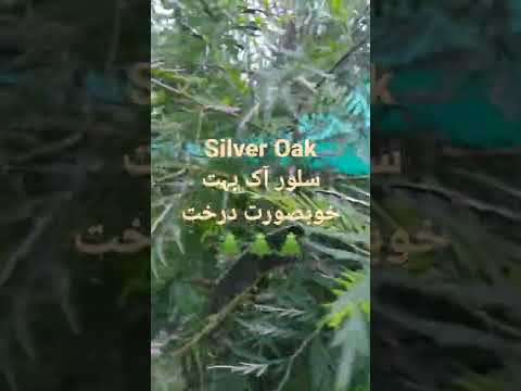 Silver Oak,#short سلور آک