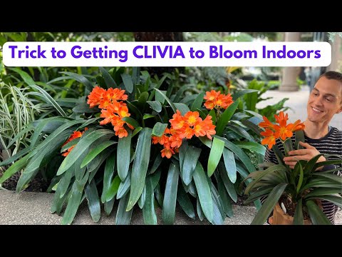 CLIVIA Houseplant - How to Grow & Flower, Root Prune (C. miniata) - Do this in Fall
