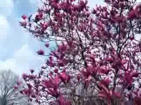 Japanese Magnolias--magnificent trees for garden landscaping