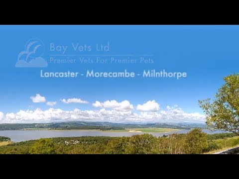 Bay Vets Ltd - Visit our clinics