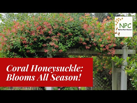Grow Coral Honeysuckle-a showstopper-and watch the ladybugs protecting it!#best native vine