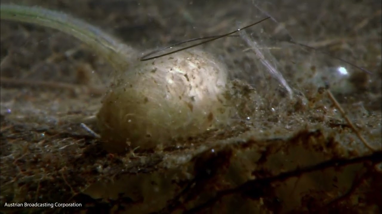 Rat Tailed Maggot Underwater