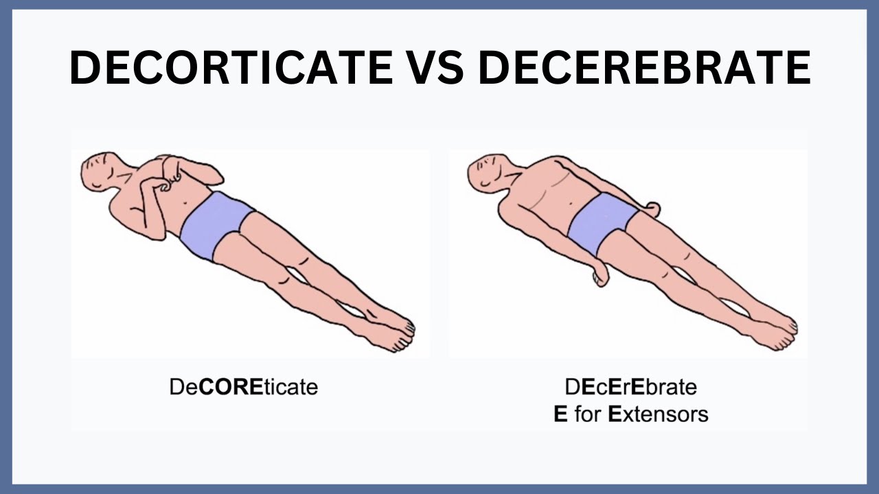 Decorticate vs Decerebrate Explained