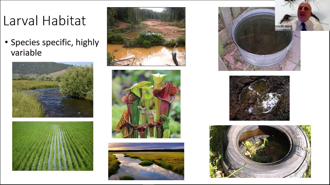 Disease Vectors of the U.S.A. pt. 1: Mosquitoes and the Diseases They Carry