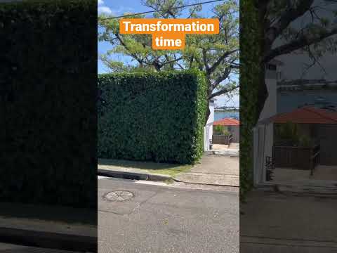 Biggest hedge in Sydney trimmed #youtubeshorts #shorts #transformation #beforeandafter #diy #plants
