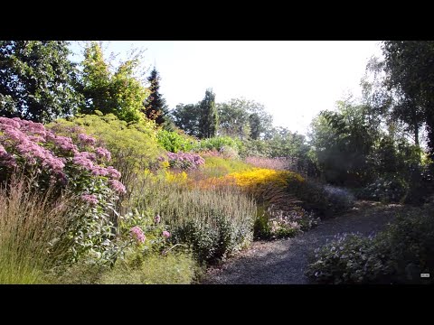 Thoughts on Japanese Anemones