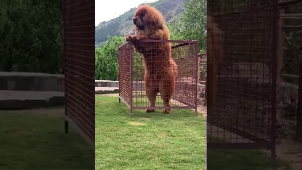 Tibetan Mastiff Giant Dog 🐕 freak