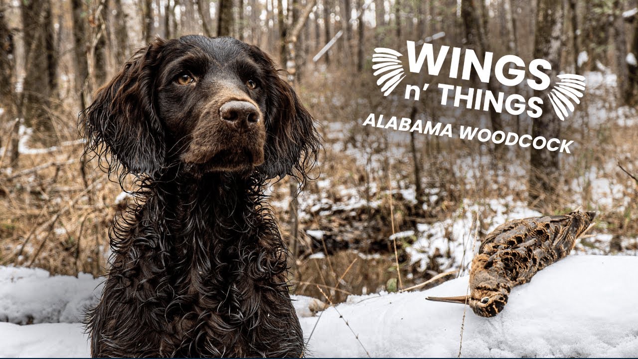 Alabama | Woodcock