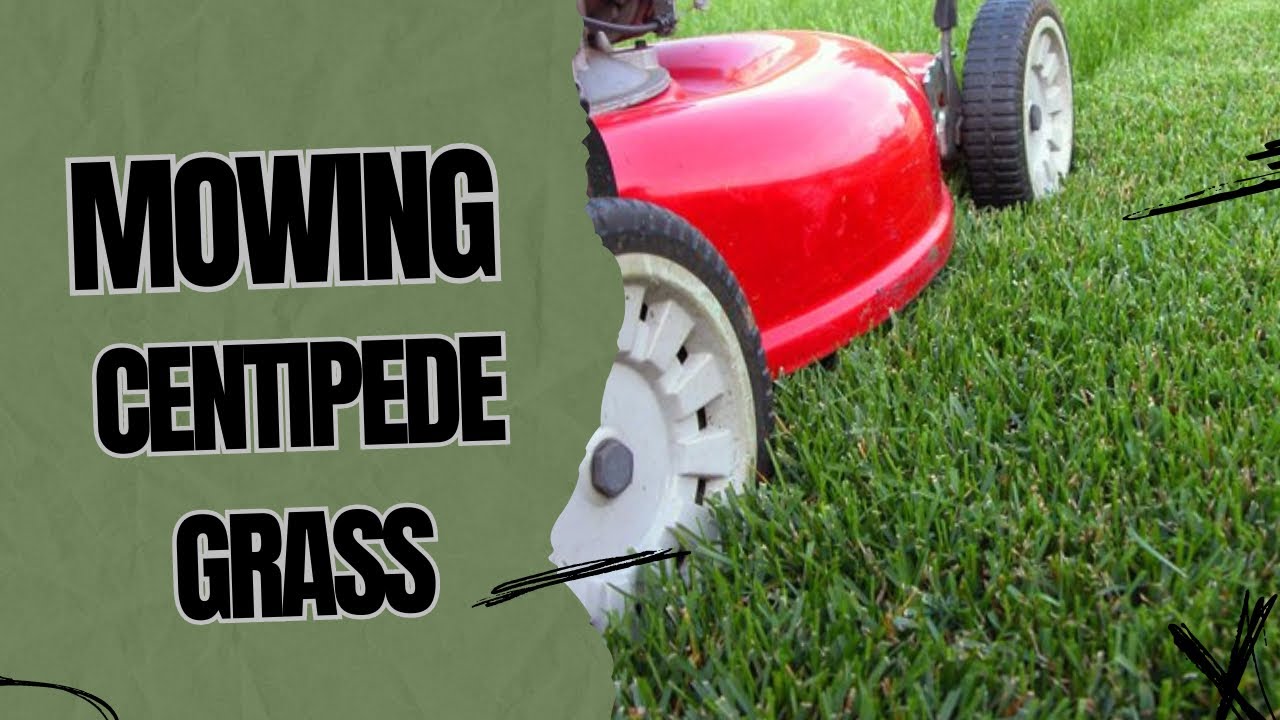 Caring For Centipede Grass: Mowing Tips