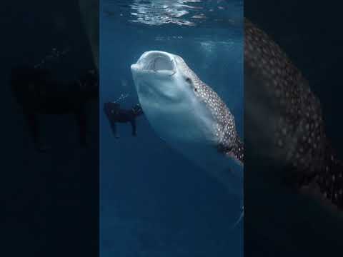 Biggest Fish in the World & Swimmer - Feeding Whale Shark #shorts