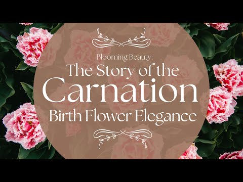 Carnation Birth Flowers - Blooming Beauty Unveiled: Explore the Symbolism of Carnation Flower