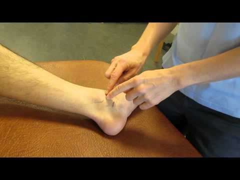 Sustentaculum Tali, Medial Malleolus (Tibia), Ankle, Palpation