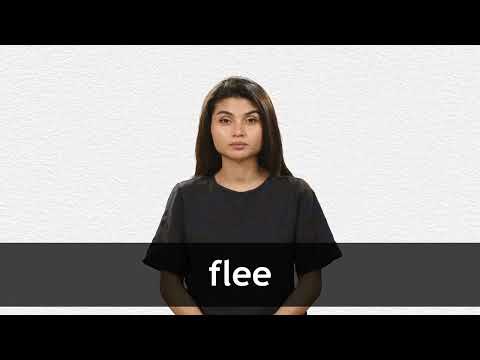 FLEE - Aprende el significado, sinónimos y traducciones | Collins ...
