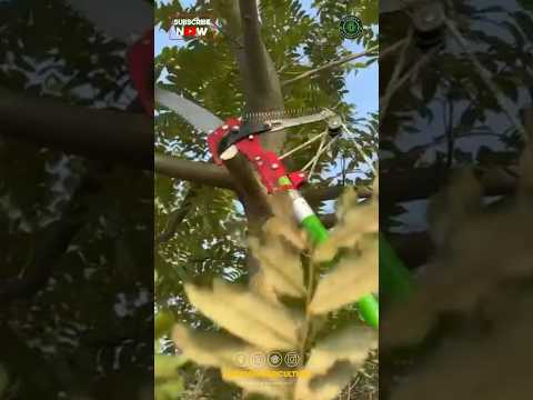 Telescopic Pruning Saw Pole
