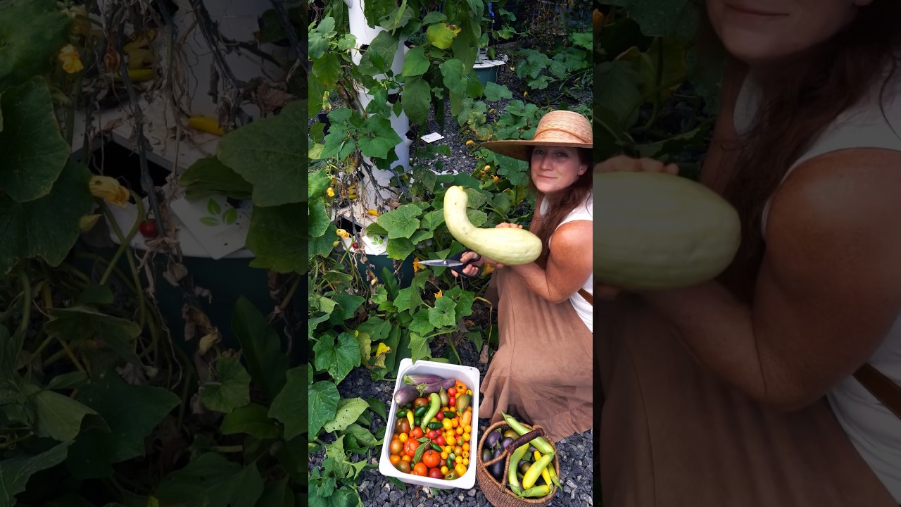 Growing 80% of our groceries with Vertical Hydroponic Tower Garden. Check out the pinned comment.