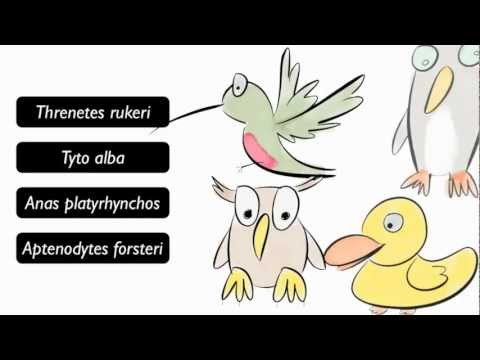 Dichotomous Key