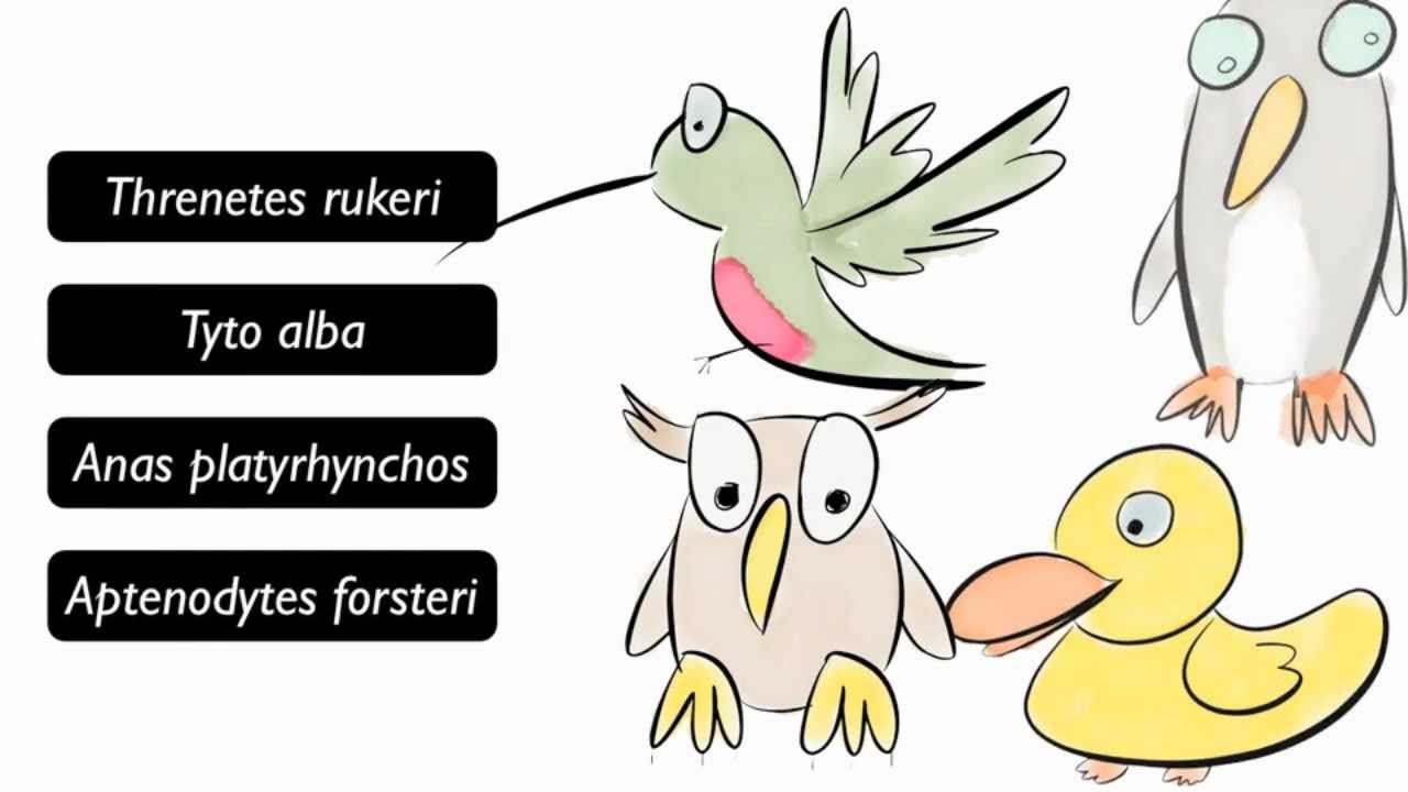 Understanding Dichotomous Keys: A Guide to Bird Identification | Galaxy.ai