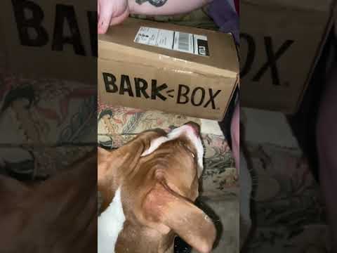 Doggo's happiest day with his bark box! #barkbox #unboxing #dog #rescue