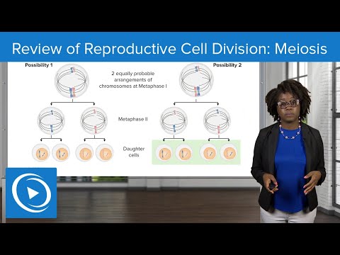 Review of Reproductive Cell Division: Meiosis – Physiology | Lecturio Nursing