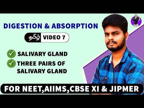 Salivary Gland in Tamil | Digestion & adsorption in Tamil (7)