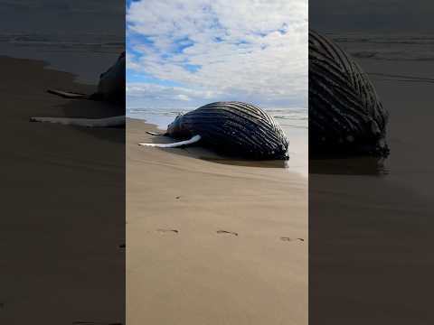 I Found a HUGE Beached Whale! #animals #shorts