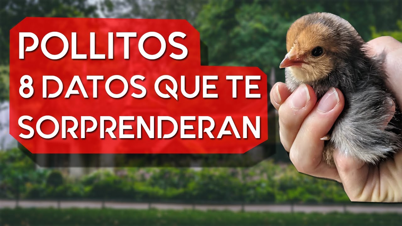 Alimentación de los pollitos 🐔  8 datos que te sorprenderán