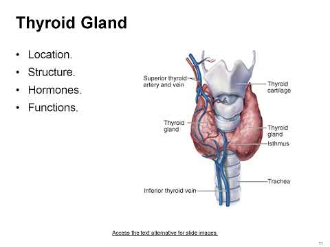 Mastering Medical Terminology Chapter 17: Endocrine System