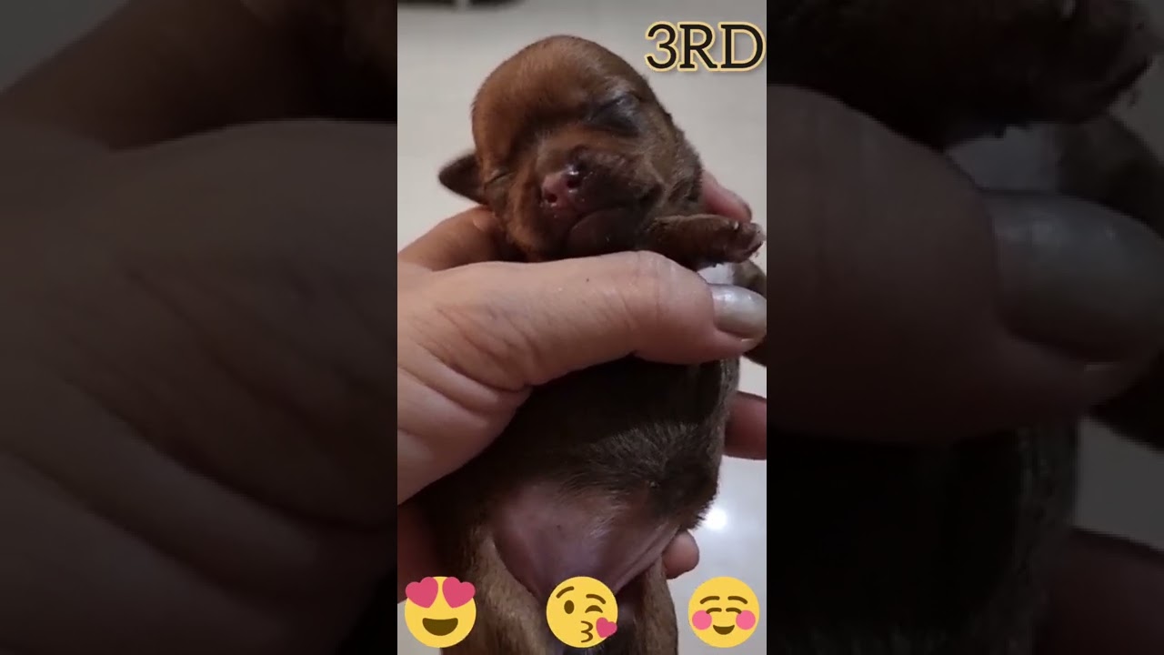 Audrey's 3rd baby #1 (2nd batch) / Audrey's Babies / Raven's Fur Babies