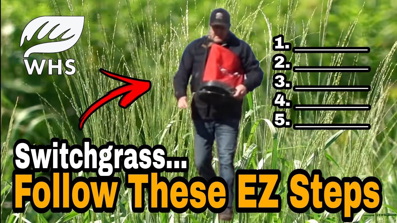 How EZ Switchgrass Plantings Are For Wildlife