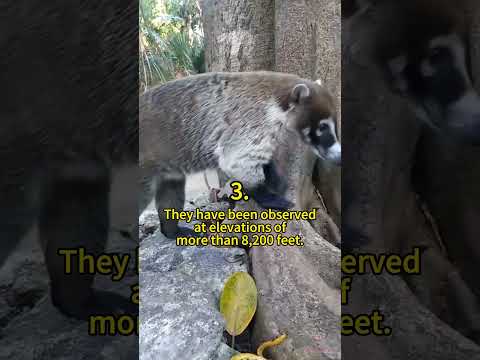 5 Surprising Facts About Coatimundi 😲 | Crazy Facts | Amazing Facts | Cute Animal Facts
