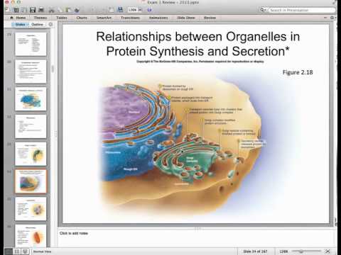 Anatomy Exam 1 Review, Chapters 1-3
