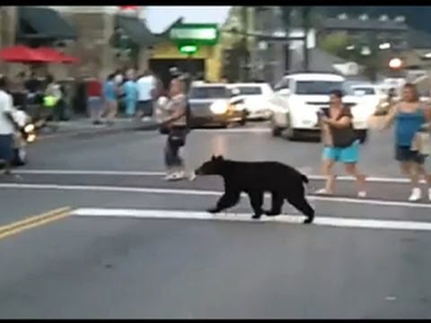 Nervous bear walks the streets of Gatlinburg, Tenn.
