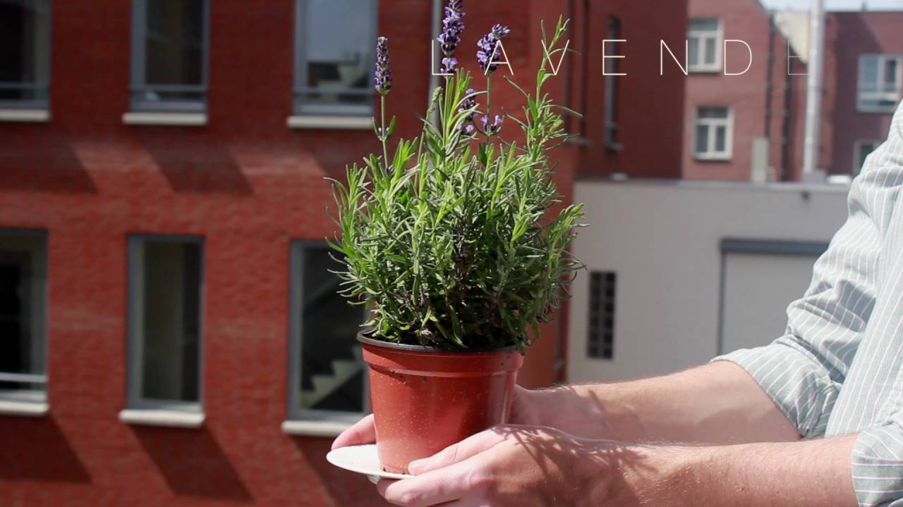 Have a blooming balcony with Ivy!