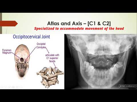 6. Skeletal Framework Of The Back (Anatomy course 2021)