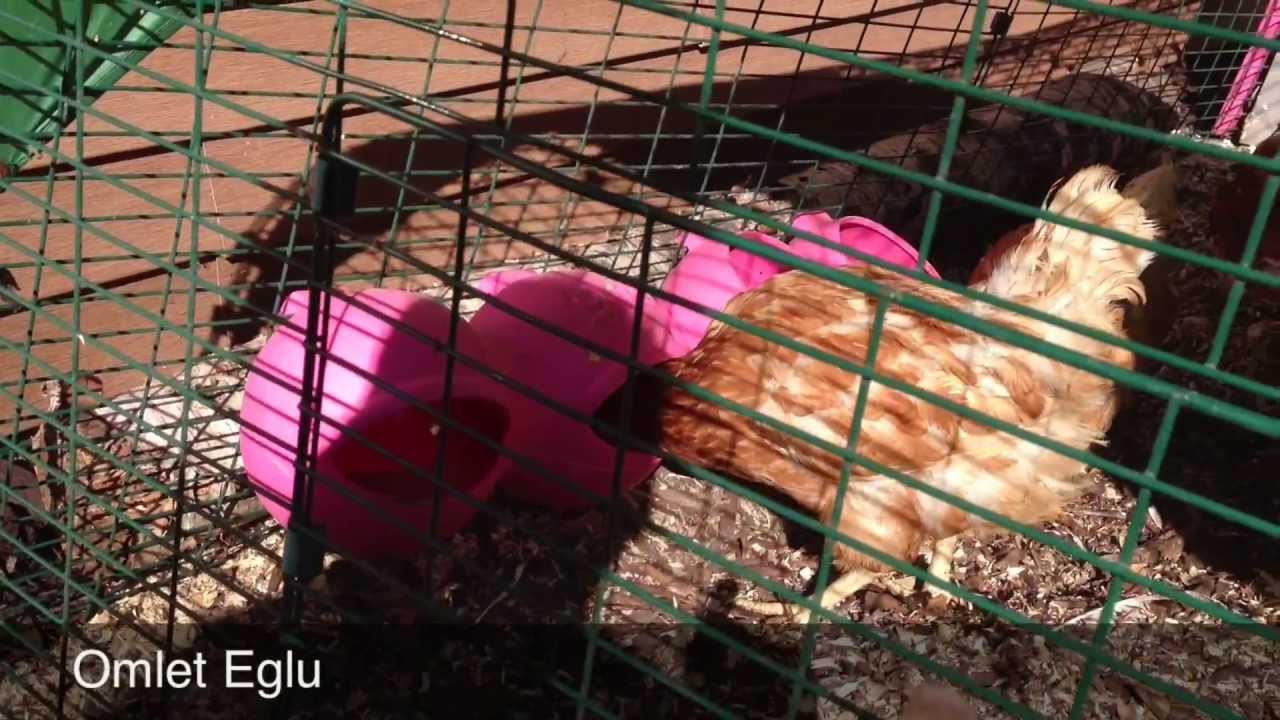 Backyard Chickens: Omlet Eglu