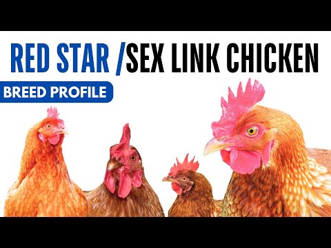 Red Star Chicken Breed Profile History Health Issues - Sex link Chicken Chicken Egg Ratio Lifespan