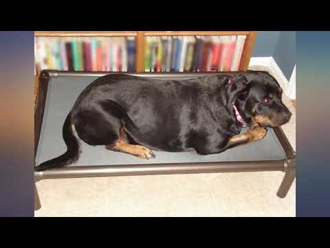 Kuranda Dog Bed - Chewproof Design - Walnut PVC - Indoor - Elevated - High Strength review