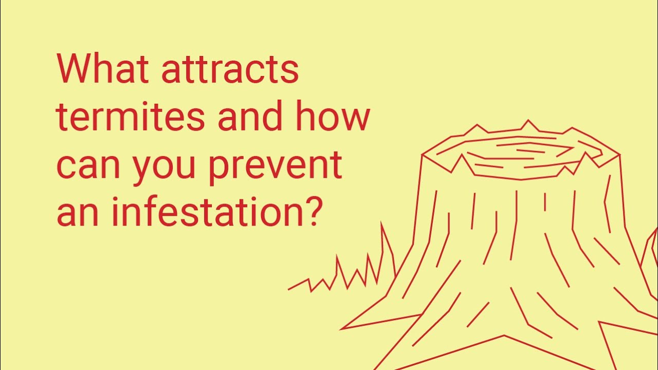How Can A Termite Infestation Be Prevented?