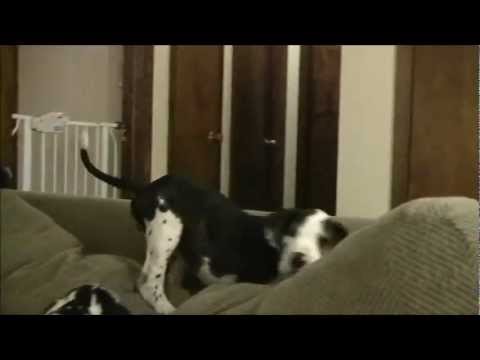 Puppy Movie