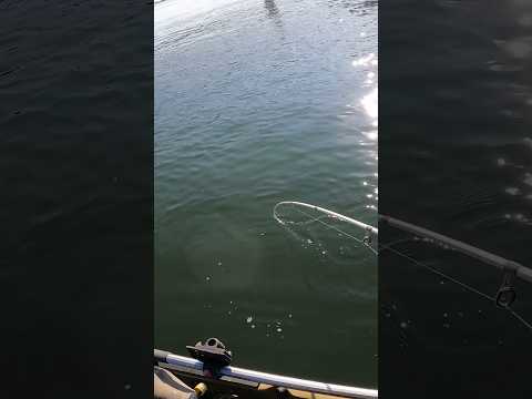 No need for a measurement……… FLUKE Fishing #kayakfishing #fluke