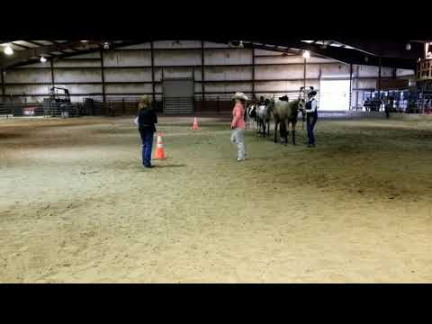 NWMSO Futurity - Weanling Color Halter Class 2019